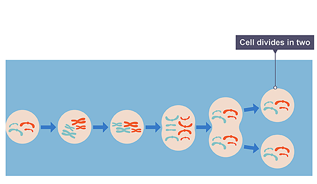 What are the different types of cell division in GCSE Biology? - BBC ...