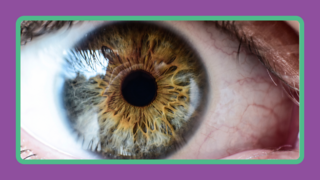 How does the eye detect light? – KS2 Science curriculum - BBC Bitesize