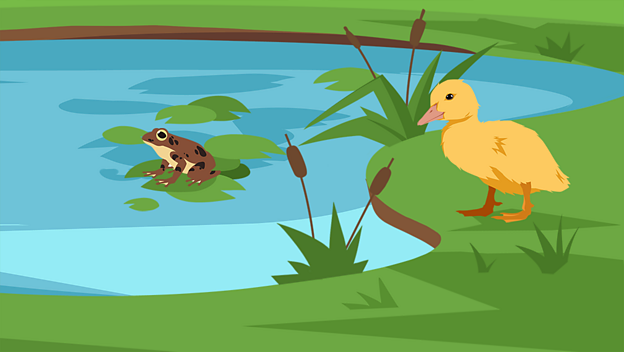 What is a pond habitat? – KS1 Science curriculum - BBC Bitesize