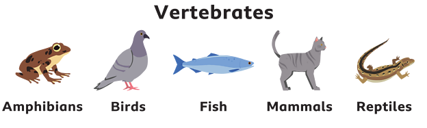 What is a vertebrate? – KS2 Science curriculum - BBC Bitesize
