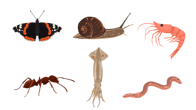 What is an invertebrate? – KS2 Science curriculum - BBC Bitesize