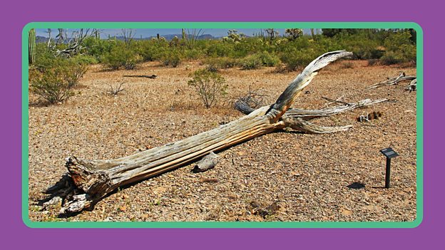 How do ecosystems work? – KS2 Science curriculum - BBC Bitesize