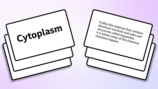 GCSE Biology flashcards - cell biology - BBC Bitesize