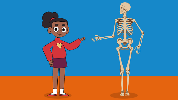 What does your skeleton do? – KS2 Science curriculum - BBC Bitesize