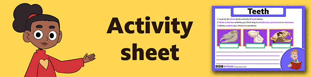 Teeth – KS2 Science curriculum - BBC Bitesize