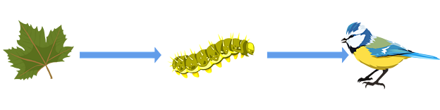 What is a food chain? – KS2 Science curriculum - BBC Bitesize