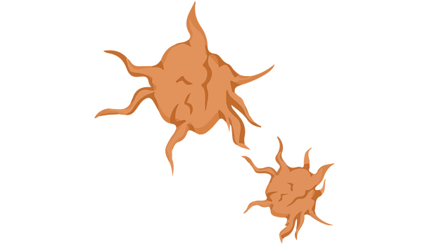 The circulatory system – KS2 Science curriculum - BBC Bitesize