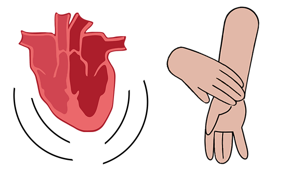 The circulatory system – KS2 Science curriculum - BBC Bitesize