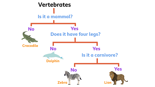 What are classification keys? – KS2 Science curriculum - BBC Bitesize
