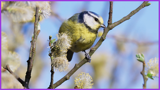 Biomes: Key Stage 2 National Curriculum Geography - BBC Teach