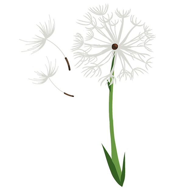 Reproduction in flowering plants – KS2 Science curriculum - BBC Bitesize