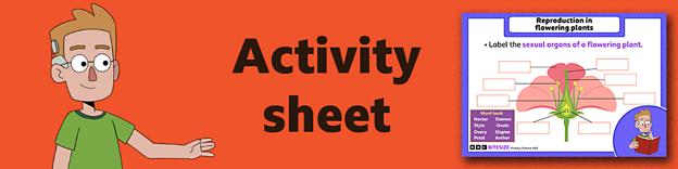Reproduction in flowering plants – KS2 Science curriculum - BBC Bitesize