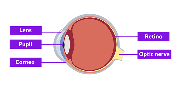 How does the eye detect light? – KS2 Science curriculum - BBC Bitesize