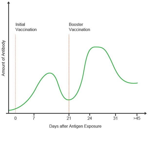 What are the body's defence mechanisms in GCSE Biology? - BBC Bitesize