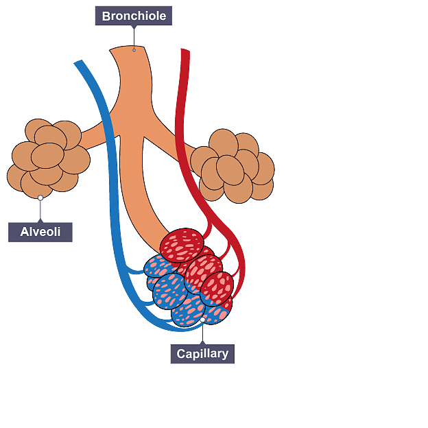 How does the respiratory system function in GCSE Biology? - BBC Bitesize
