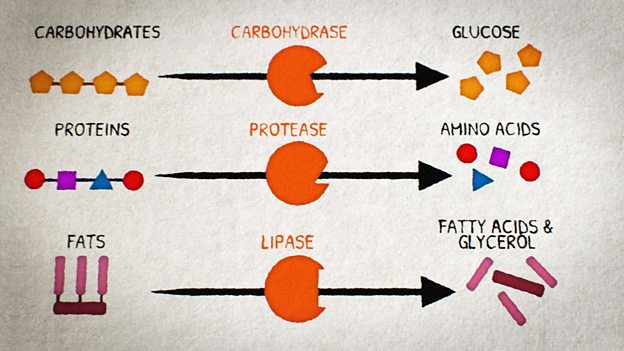 Living processes - GCSE Biology (Single Science) - BBC Bitesize
