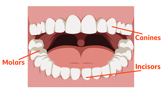 Teeth – KS2 Science curriculum - BBC Bitesize