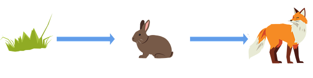 What is a food chain? – KS2 Science curriculum - BBC Bitesize
