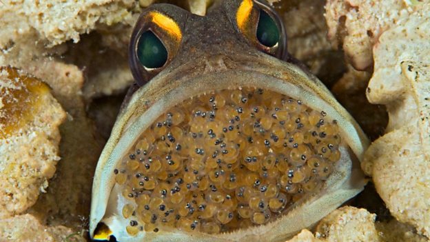 Nature’s most intriguing eggs - BBC Bitesize
