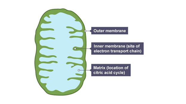 Higher Human Biology questions - Cellular respiration - Higher Human ...