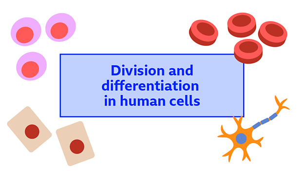 Quizzes - Higher Human Biology - Higher Human Biology - BBC Bitesize