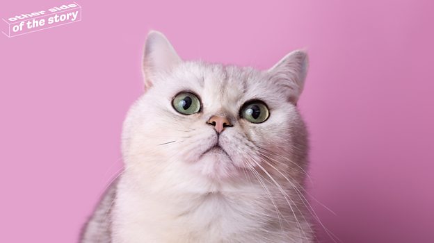 Very demure: what is demure and why is it trending? - BBC Bitesize