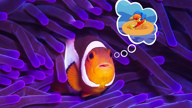 How do fish sleep and how do sharks get some shut eye while swimming ...