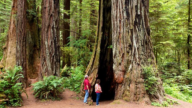What is the tallest tree in the world and why is its location a secret ...