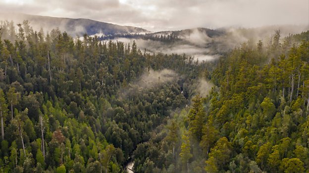 What is the tallest tree in the world and why is its location a secret ...