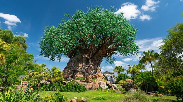 What is the tallest tree in the world and why is its location a secret ...