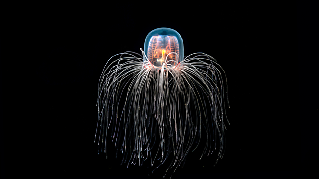What are jellyfish fish and are they immortal? - BBC Bitesize