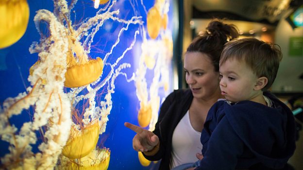 What are jellyfish fish and are they immortal? - BBC Bitesize