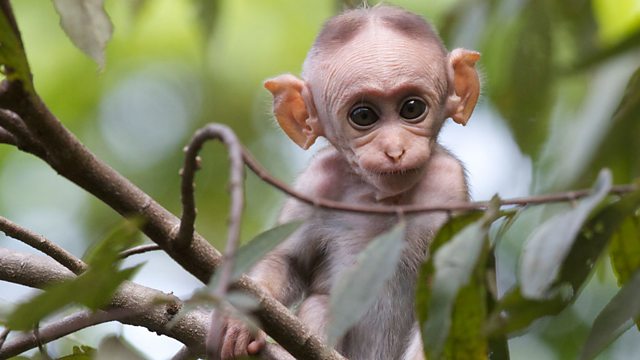 BBC One - Planet Earth Live - Toque macaques