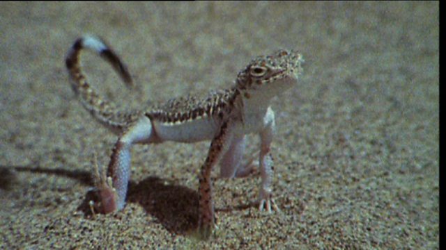 CBeebies - Our Planet, Fish and Weather - Clips