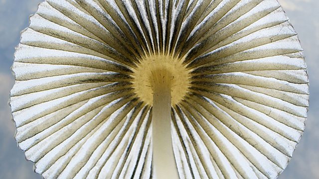 BBC World Service - The Forum, The Mysterious Kingdom of Fungi