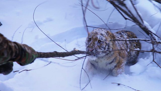 BBC Two - Operation Snow Tiger