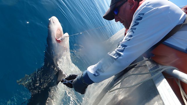 BBC Radio 4 - Shared Planet, Sharks