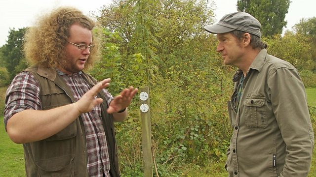 BBC Radio 4 - Living World, The Ivy Bee