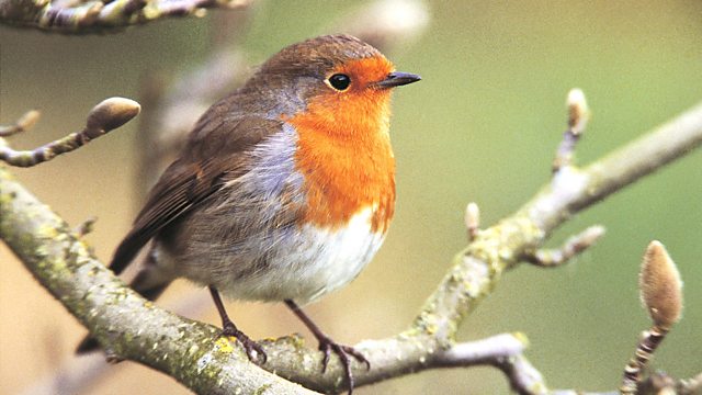 BBC Radio 4 - Tweet of the Day, Robin