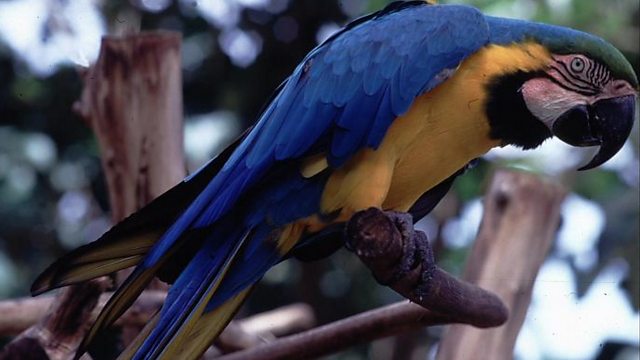 BBC Four - The Life of Birds