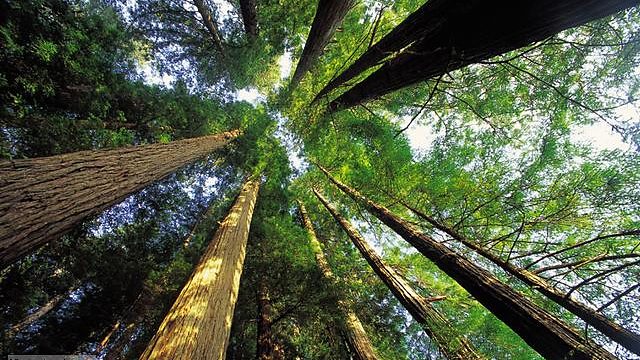 BBC Four - The Fir Tree