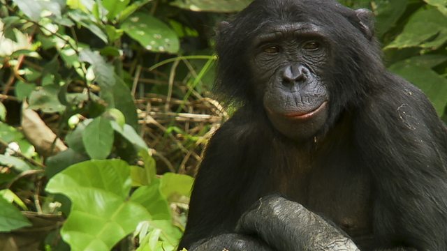 BBC One - Monkey Planet - Proboscis monkey