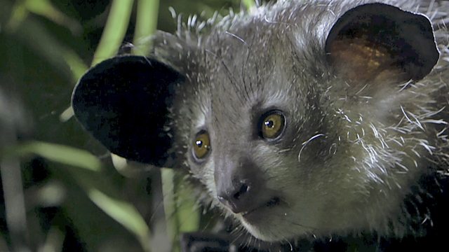 BBC One - Monkey Planet - Aye aye