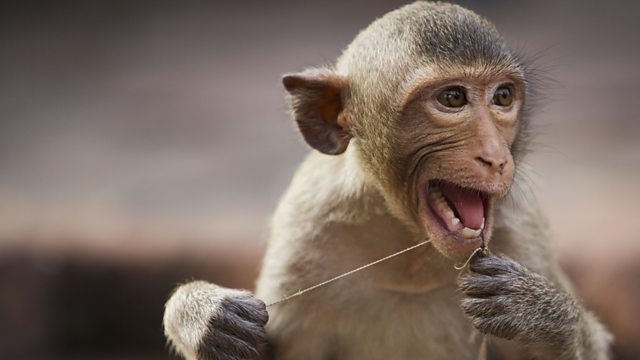 BBC One - Monkey Planet - Long-tailed macaque