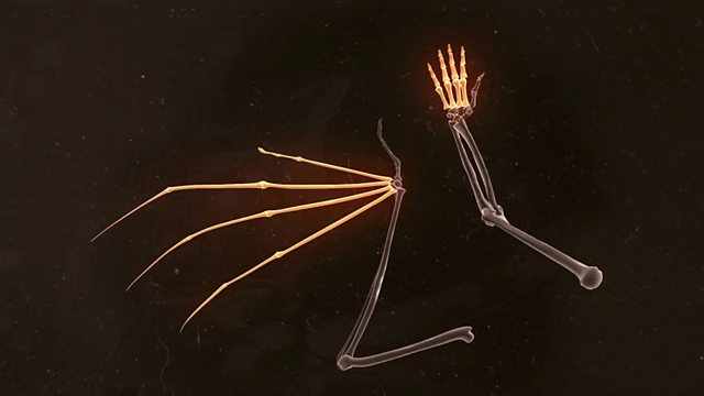 BBC Four - Secrets of Bones