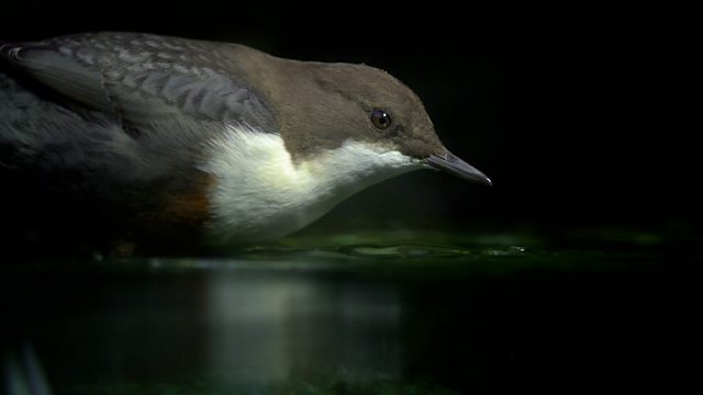 BBC Two - Natural World, 2014-2015, France: The Wild Side, The Dipper