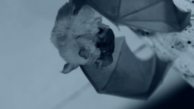 BBC Two - Natural World, 2014-2015, France: The Wild Side, Bat Birth