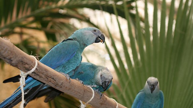 BBC Radio 4 - Shared Planet, Spix Macaw - Conservation Triage