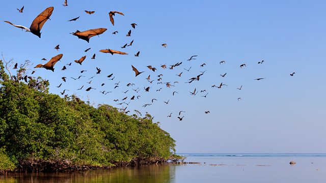 BBC Four - The Wonder of Animals - Wonder facts