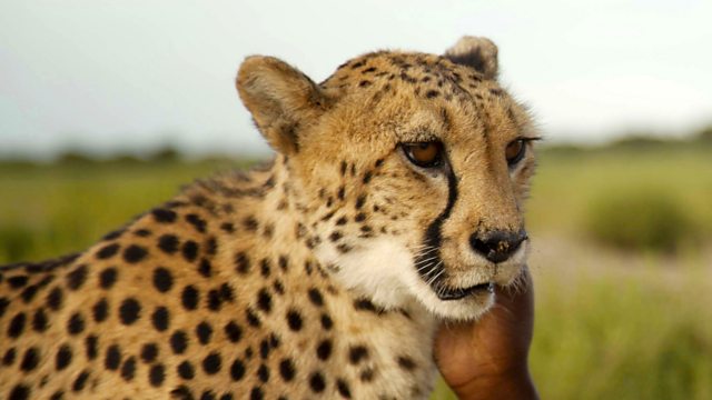 BBC Two - Super Senses: The Secret Power of Animals - Sight